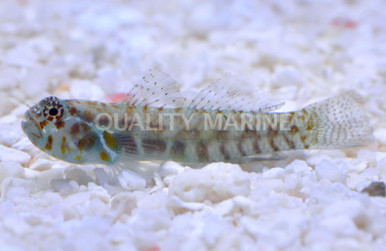 Dotted Dwarf Goby - Quality Marine