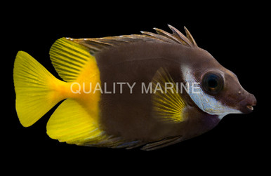 Bicolor Foxface Rabbitfish - Quality Marine