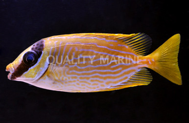 Masked Rabbitfish - Quality Marine