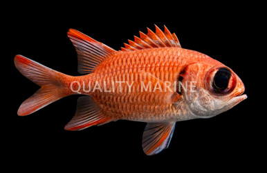 Bigeye Soldierfish - Quality Marine