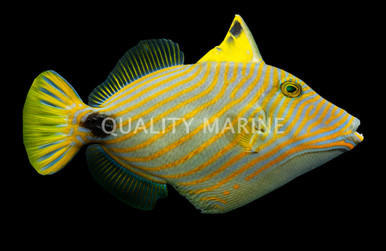 Orange Lined Triggerfish - Quality Marine