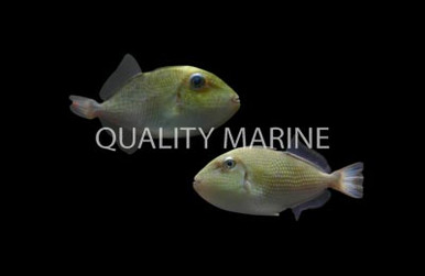 Goldenback Triggerfish - Quality Marine
