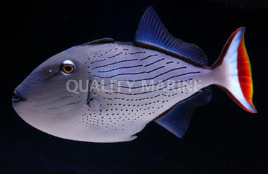 Striped Triggerfish - Quality Marine