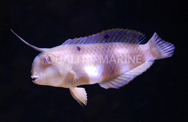 Razorfin Wrasse - Quality Marine