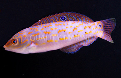 Timor Wrasse - Quality Marine