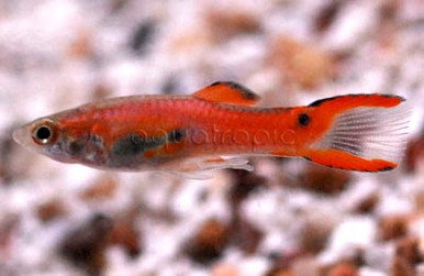 Endler's Shocking Pink Guppy, Male - Quality Marine
