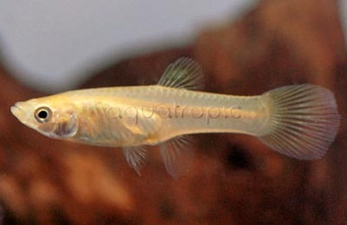 Endler's Shocking Pink Guppy, Female - Quality Marine