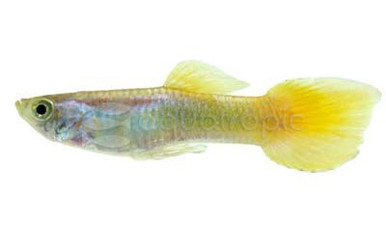 German Yellow Guppy, Male - Quality Marine