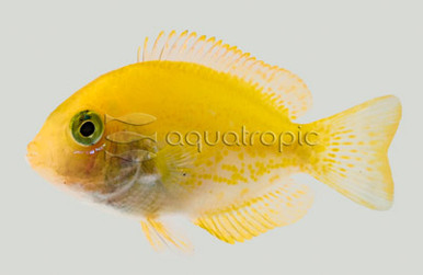 Orange Chromide - Quality Marine