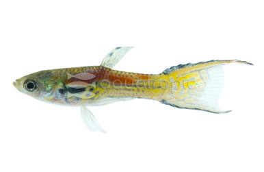 Endler's Leopard Guppy, Male - Quality Marine