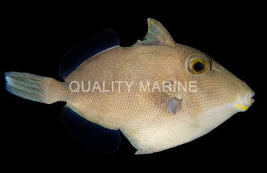 Orange Side Triggerfish - Quality Marine