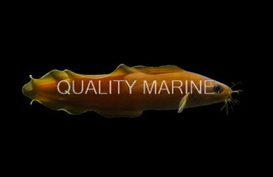 Cusk-Eel Bearded - Quality Marine