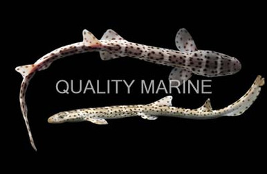 Australian Marbled Cat Shark - Quality Marine
