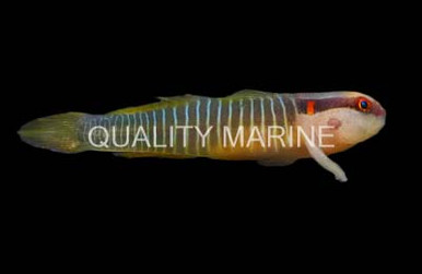 Panamanian Green Banded Goby - Quality Marine