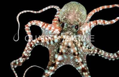 Starry Night Octopus - Quality Marine