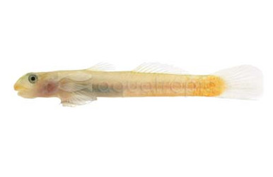 Sicyopus Big Red Goby - Quality Marine
