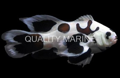 Longfin Black Storm Ocellaris Clownfish - Quality Marine