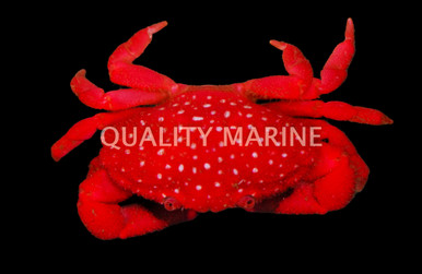 Red Round Crab - Quality Marine
