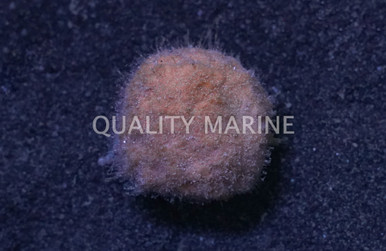 Yellow Moon Sponge - Quality Marine