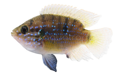 Jewel Blood Red 'Short Body' Cichlid - Quality Marine