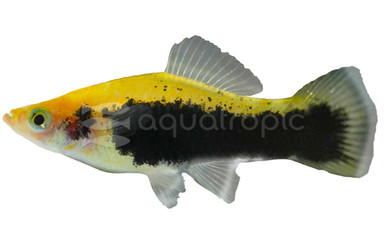 Golden Tuxedo Swordtail - Quality Marine