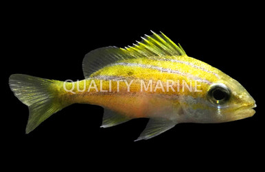 Hi Fin Blue Lined Snapper - Quality Marine