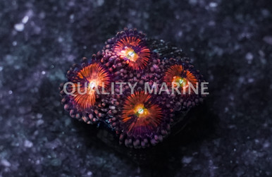 Zoa, Halle Berry - Quality Marine