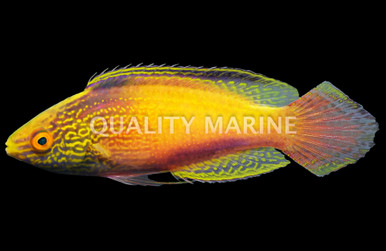 Golden Rhomboid Fairy Wrasse, Super Male KWA - Quality Marine