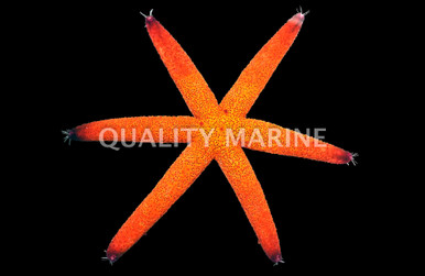 Red Velvet Sea Star - Quality Marine