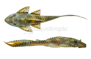 Red Fin Thresher Plecostomus L-116 - Quality Marine