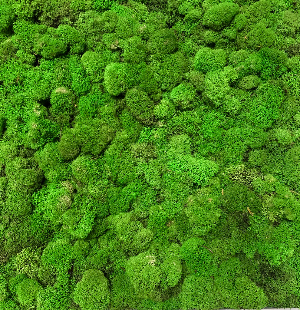 Reindeer Moss - Spring Green | Mills Floral Company
