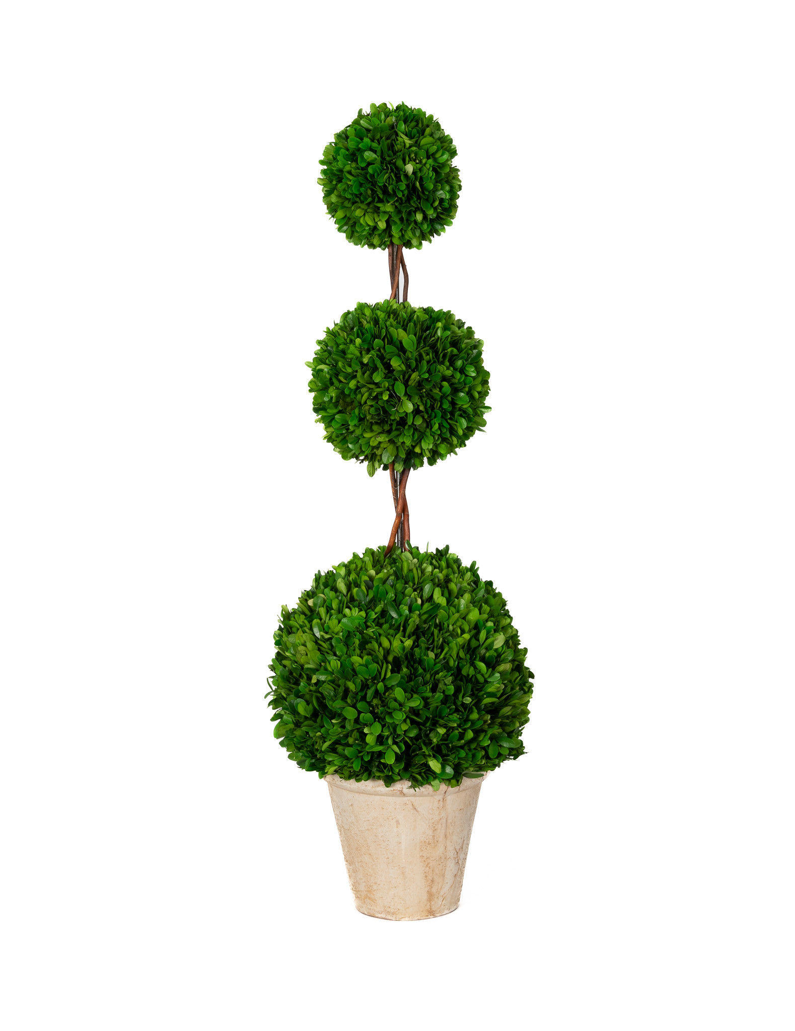 Preserved Boxwood Topiary - Triple Ball - 36" | Mills Floral Company