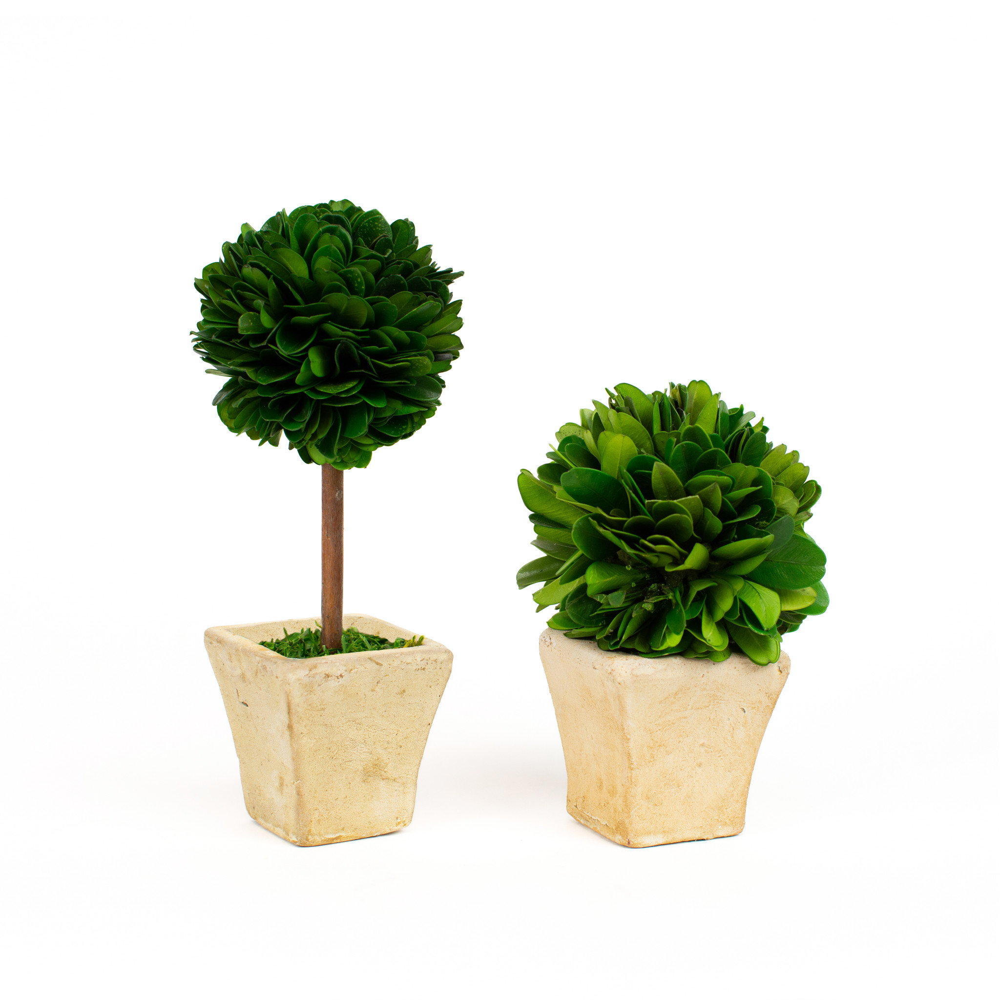 Preserved Boxwood Topiary