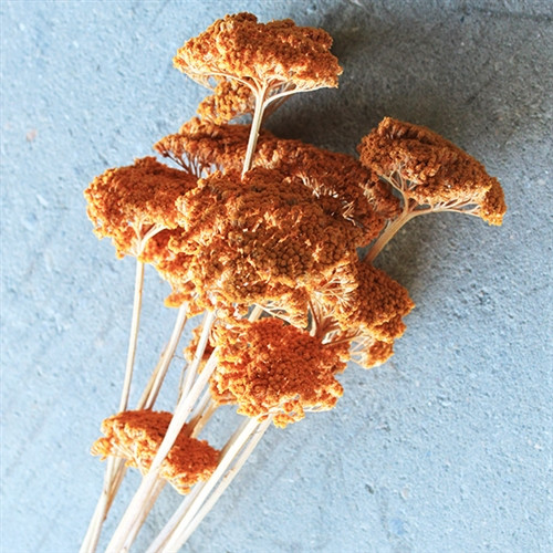 Yarrow Persimmon - 10 PCS | Mills Floral Company