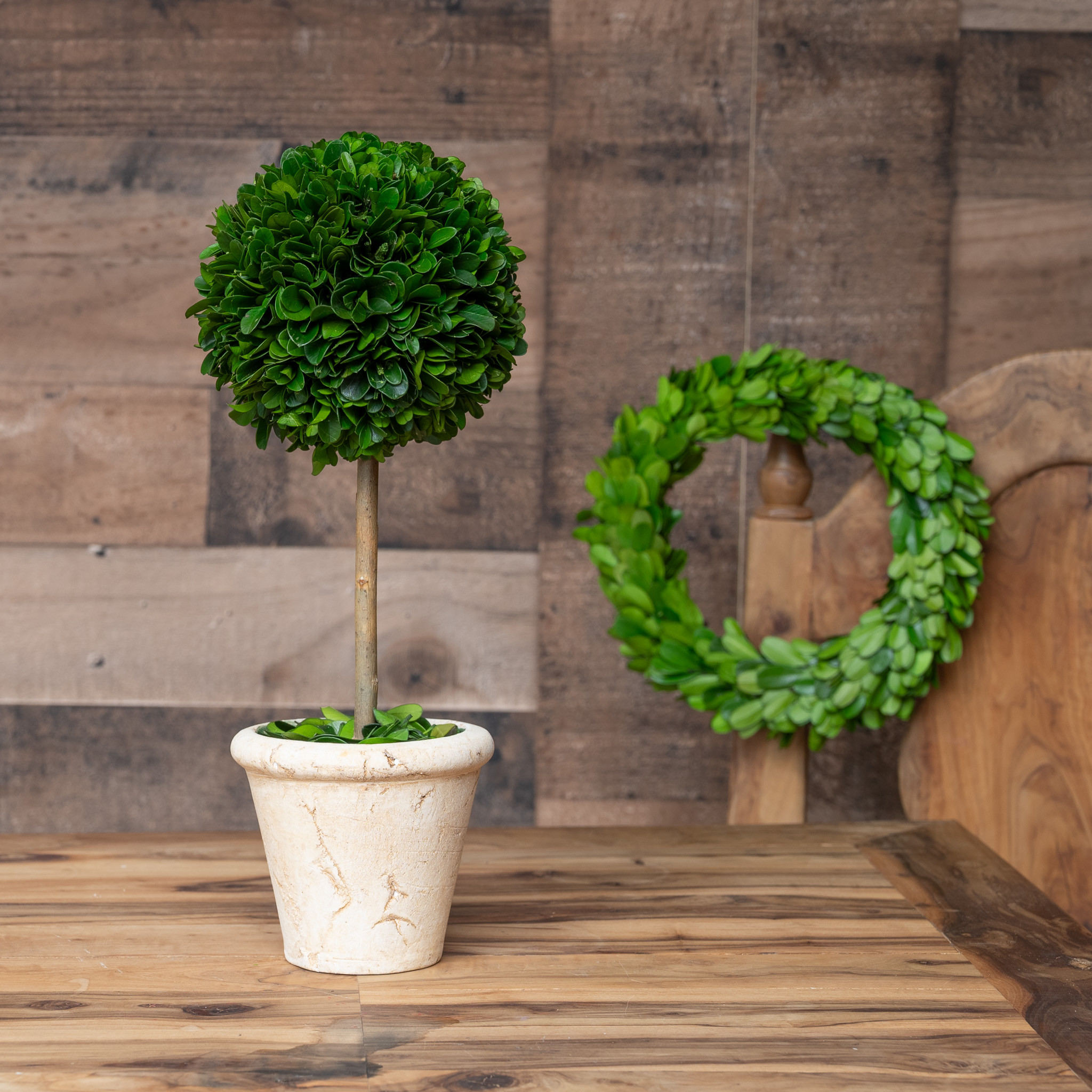 Preserved Boxwood Topiary - Double Ball - 20" | Mills Floral Company
