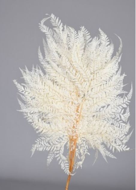 MINI FERN BLEACHED - 10 PCS - PACKED 12/CS - Mills Floral Company