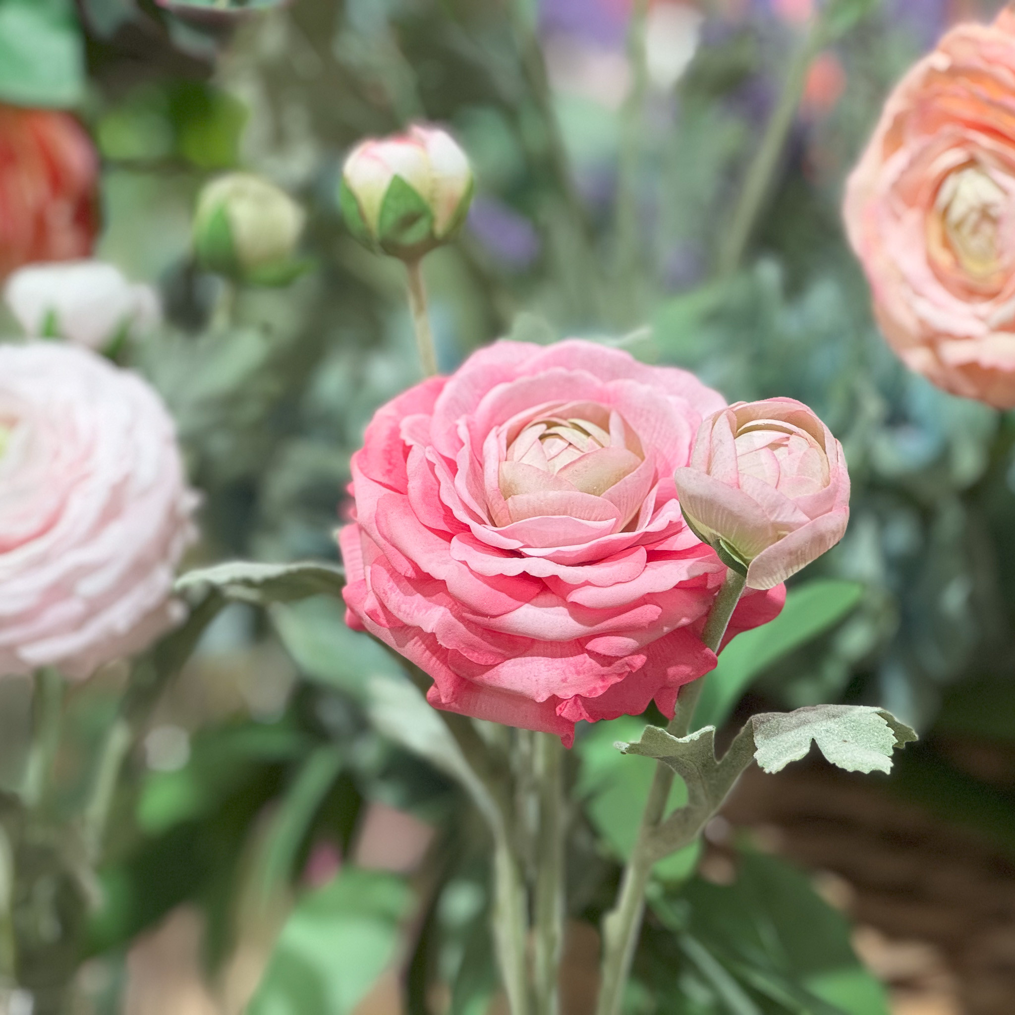 REAL TOUCH RANUNCULUS - FUCHSIA - 19 INCH - Mills Floral Company