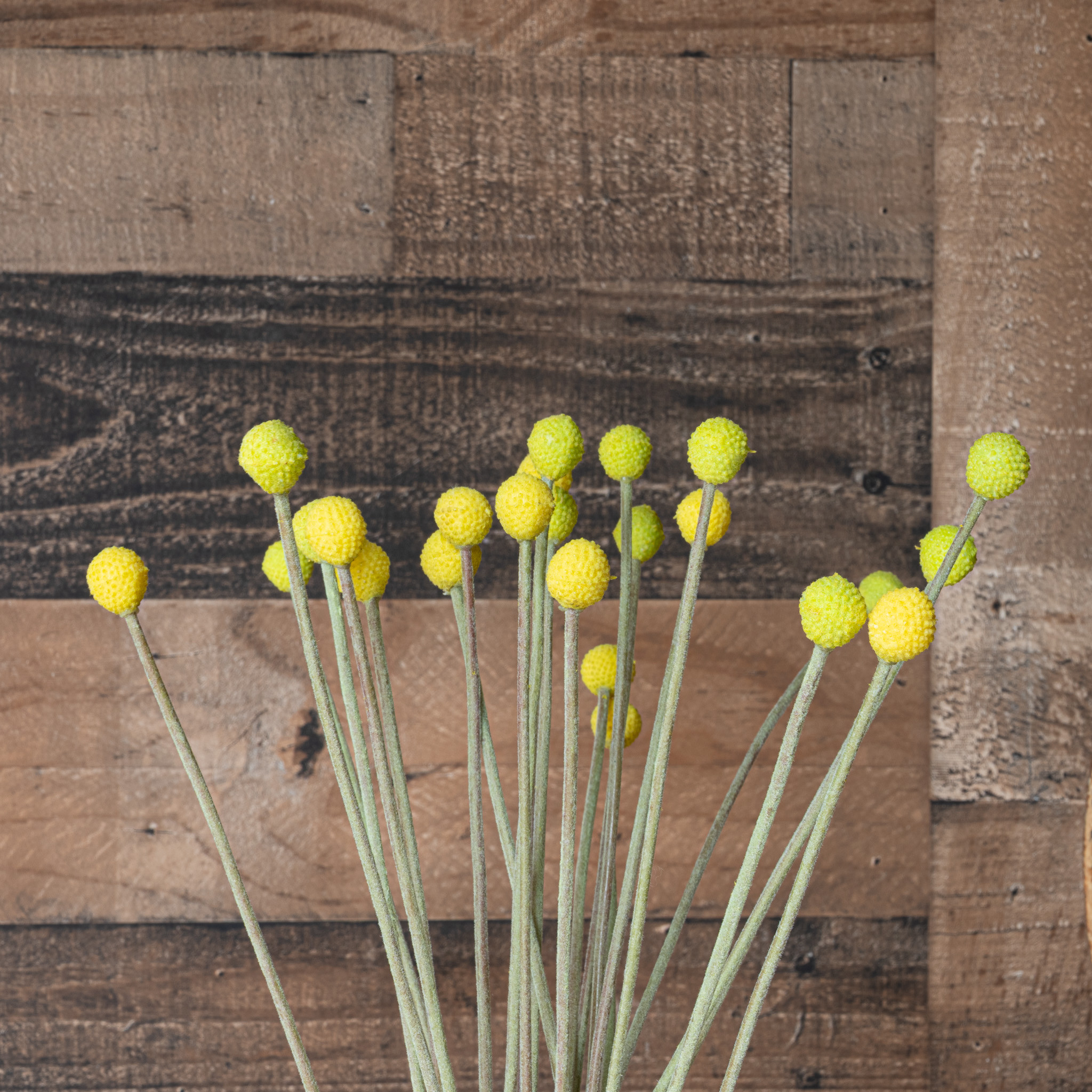 MINI BILLY BALLS - 19 INCH - YELLOW - Mills Floral Company