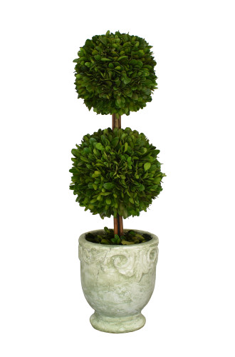 Preserved Boxwood | Mills Floral Company