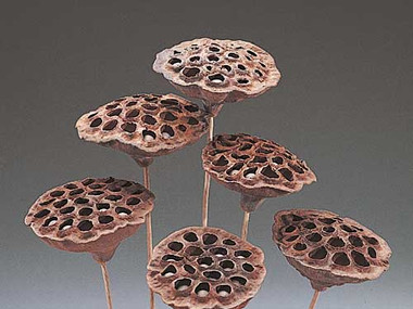 LOTUS PODS/STEM - NATURAL - 20 BUNCHES - Mills Floral Company