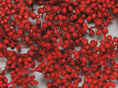 Canella Deluxe - Red | Mills Floral Company