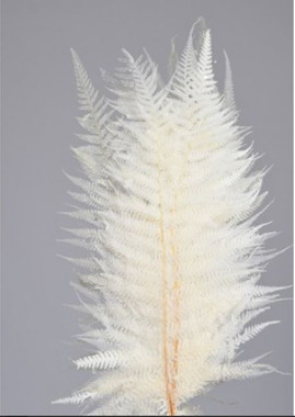 LONG FERN BLEACHED - 10 PCS - PACKED 12/CS - Mills Floral Company