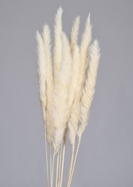 TAIL REED 30" BLEACHED - 10 PCS - PACKED 20/CS - Mills Floral Company