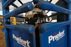 PRIEFERT FULLY AUTOMATIC ROPING CHUTE - DENNARDS