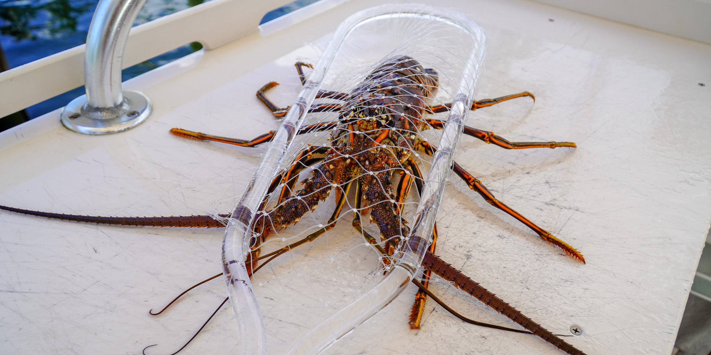 Florida Lobster Nets