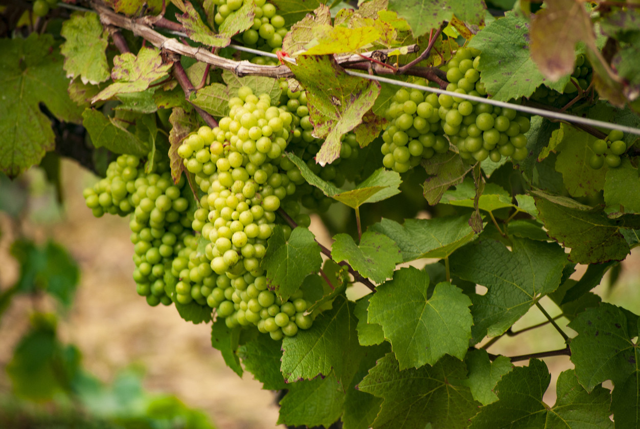 What is Claret? A Guide to Bordeaux's Red Wines
