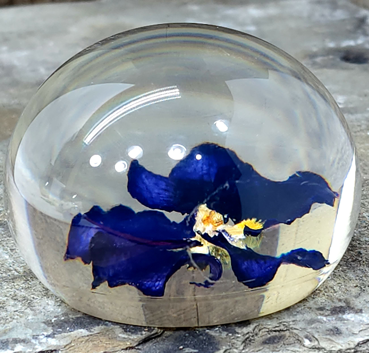 Vintage Spider Scientific Specimen Lucite Resin Encased Spiders ...