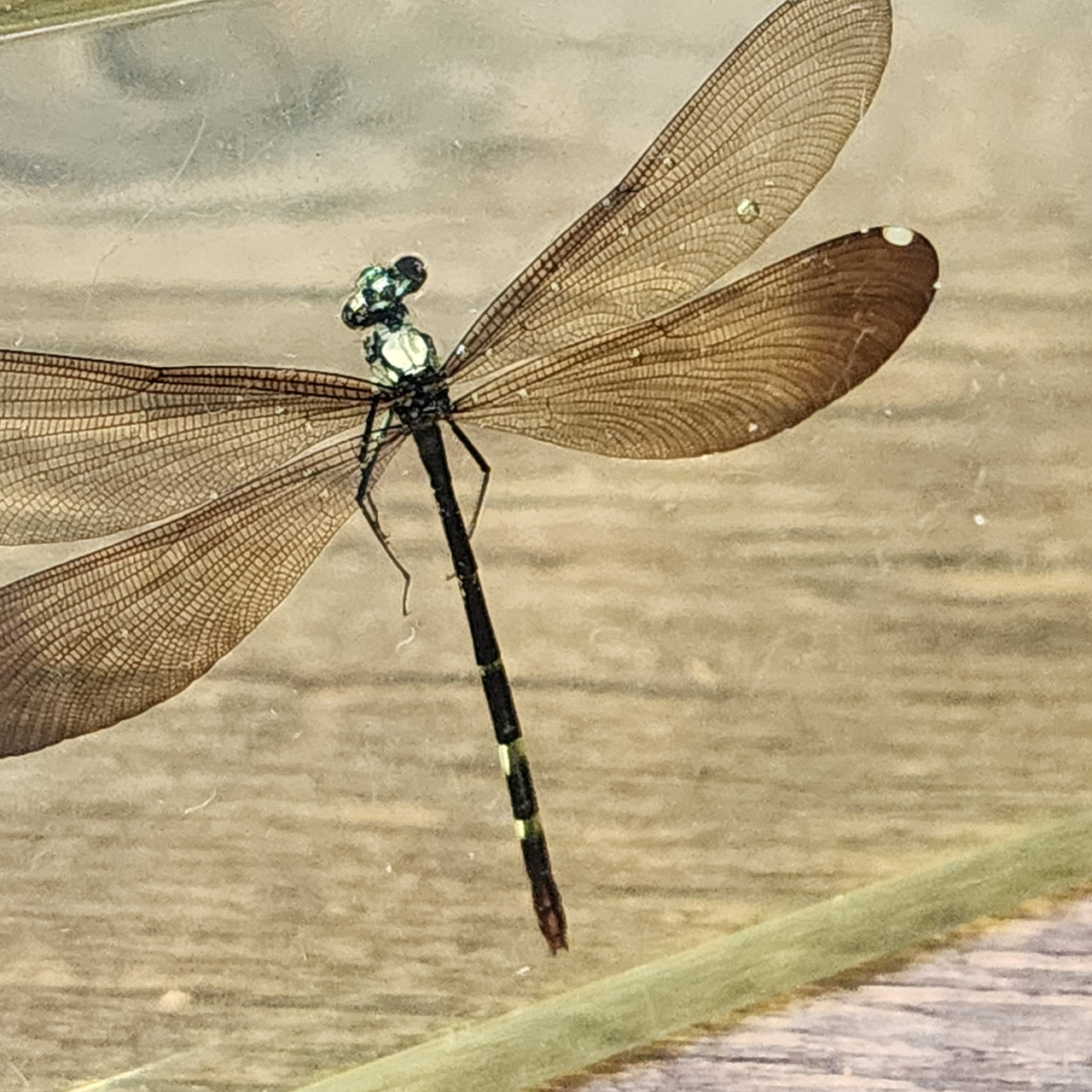 Vintage Dragonfly Scientific Specimen Lucite Resin Encased Dragonflies ...