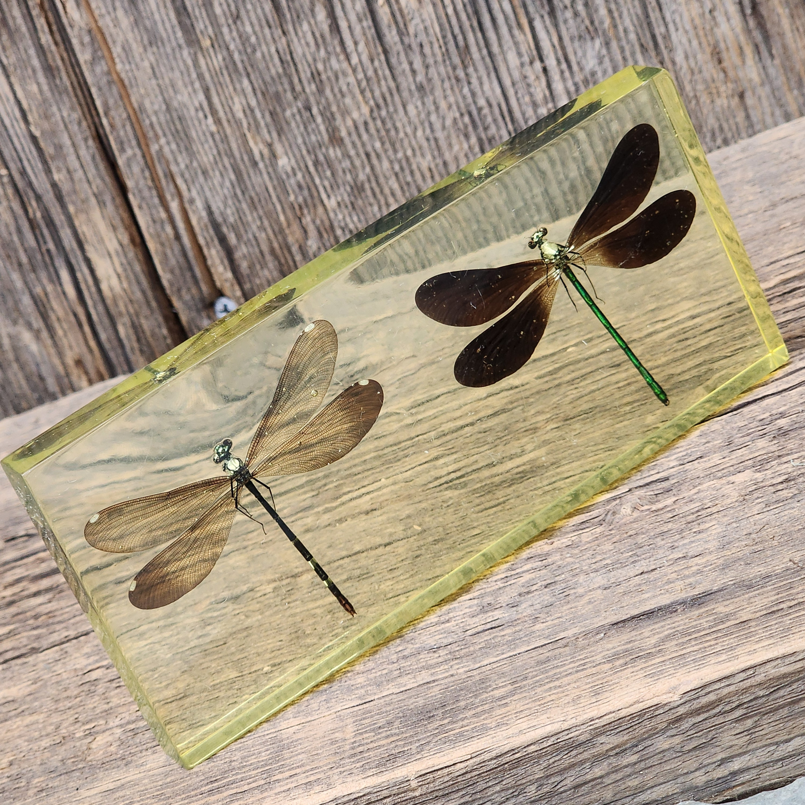 Vintage Spider Scientific Specimen Lucite Resin Encased Spiders ...