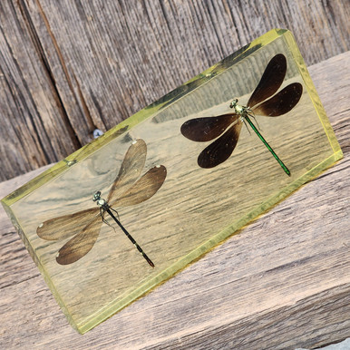 Vintage Dragonfly Scientific Specimen Lucite Resin Encased Dragonflies ...